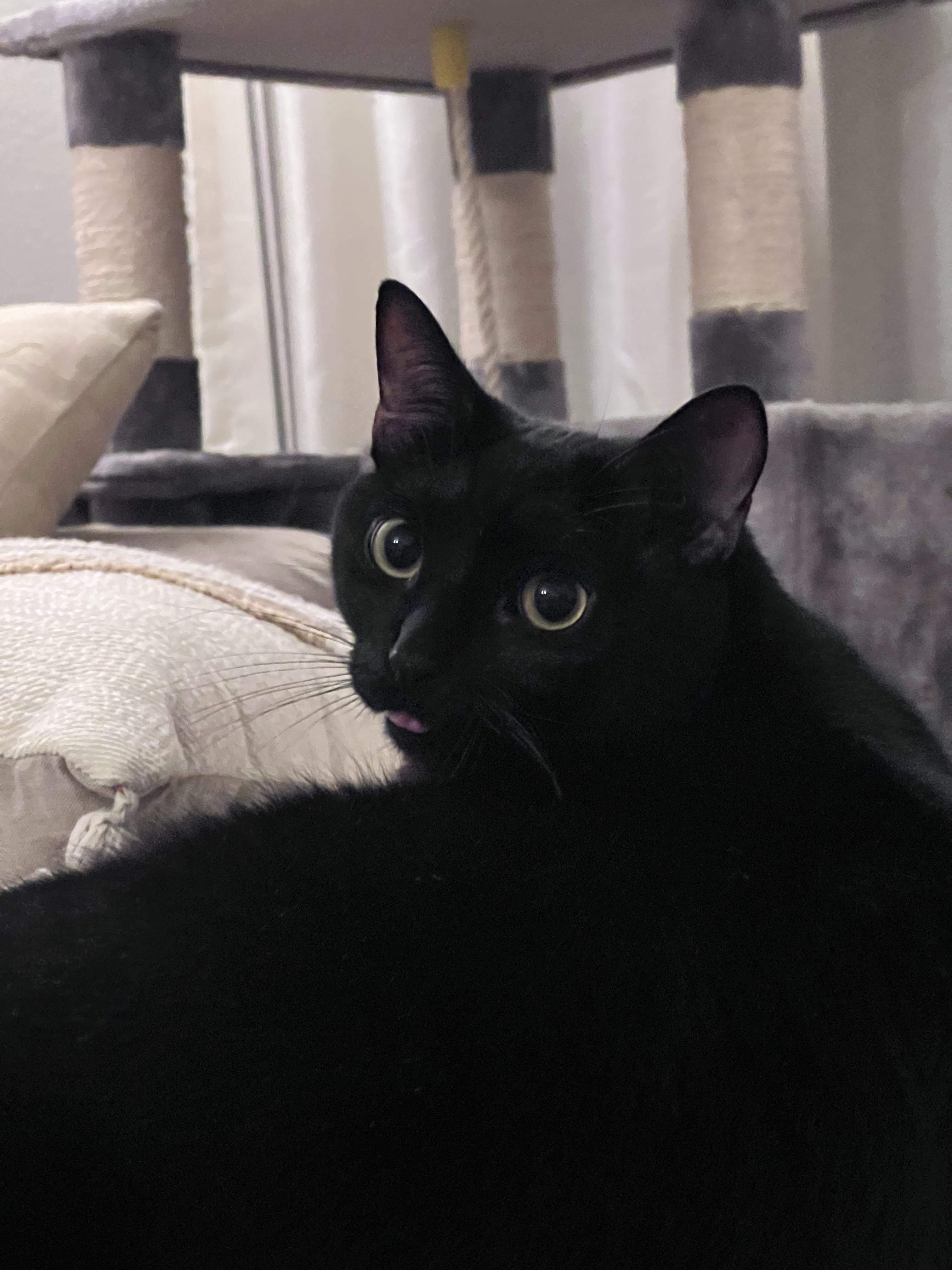 Rare void blep | Scrolller