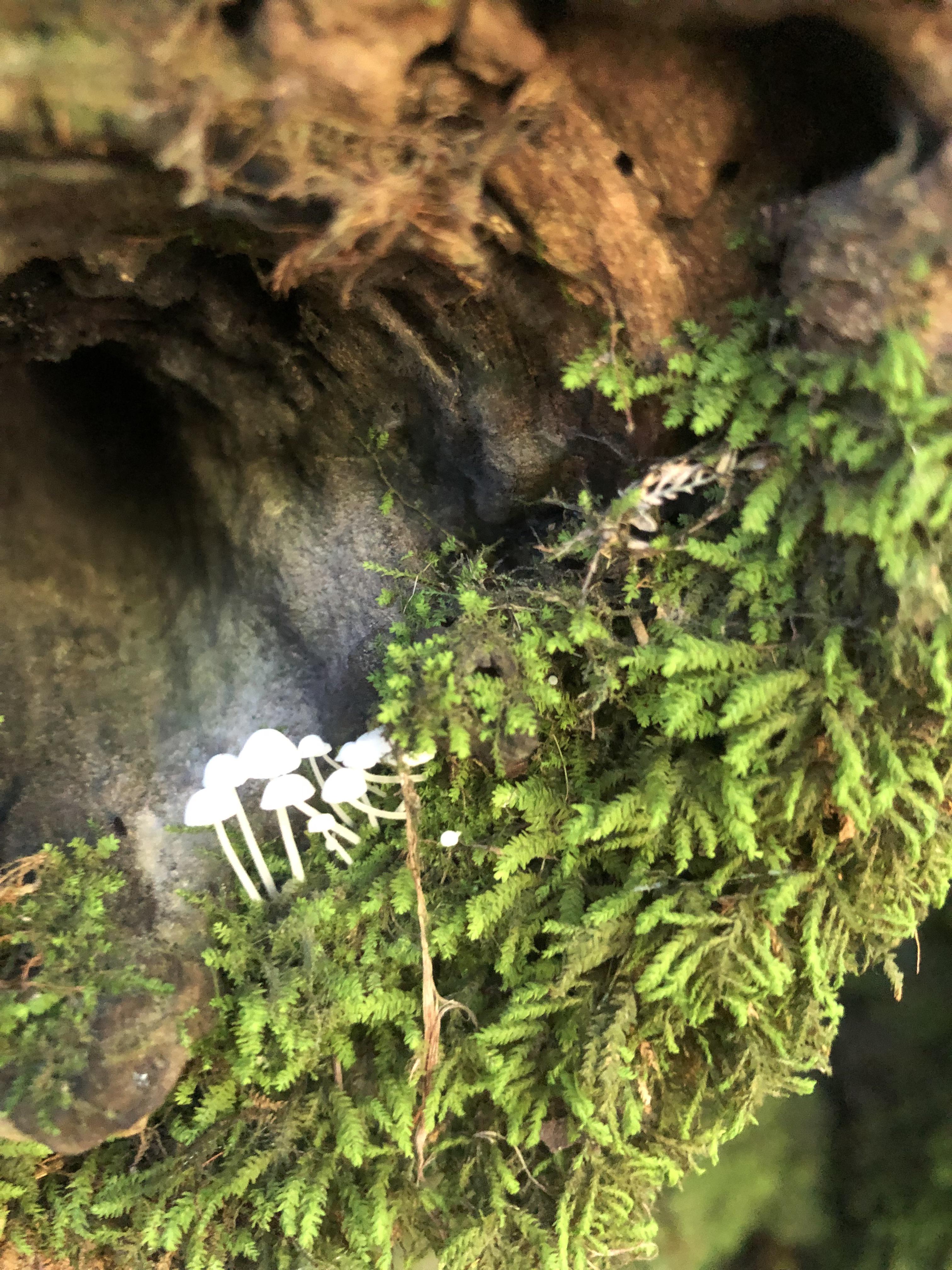 Fragile Beauty | Scrolller