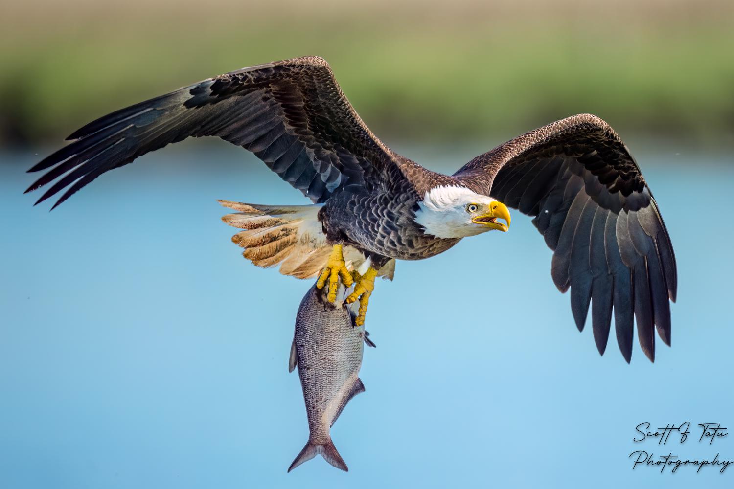 Bald Eagle with a really nice catch! | Scrolller