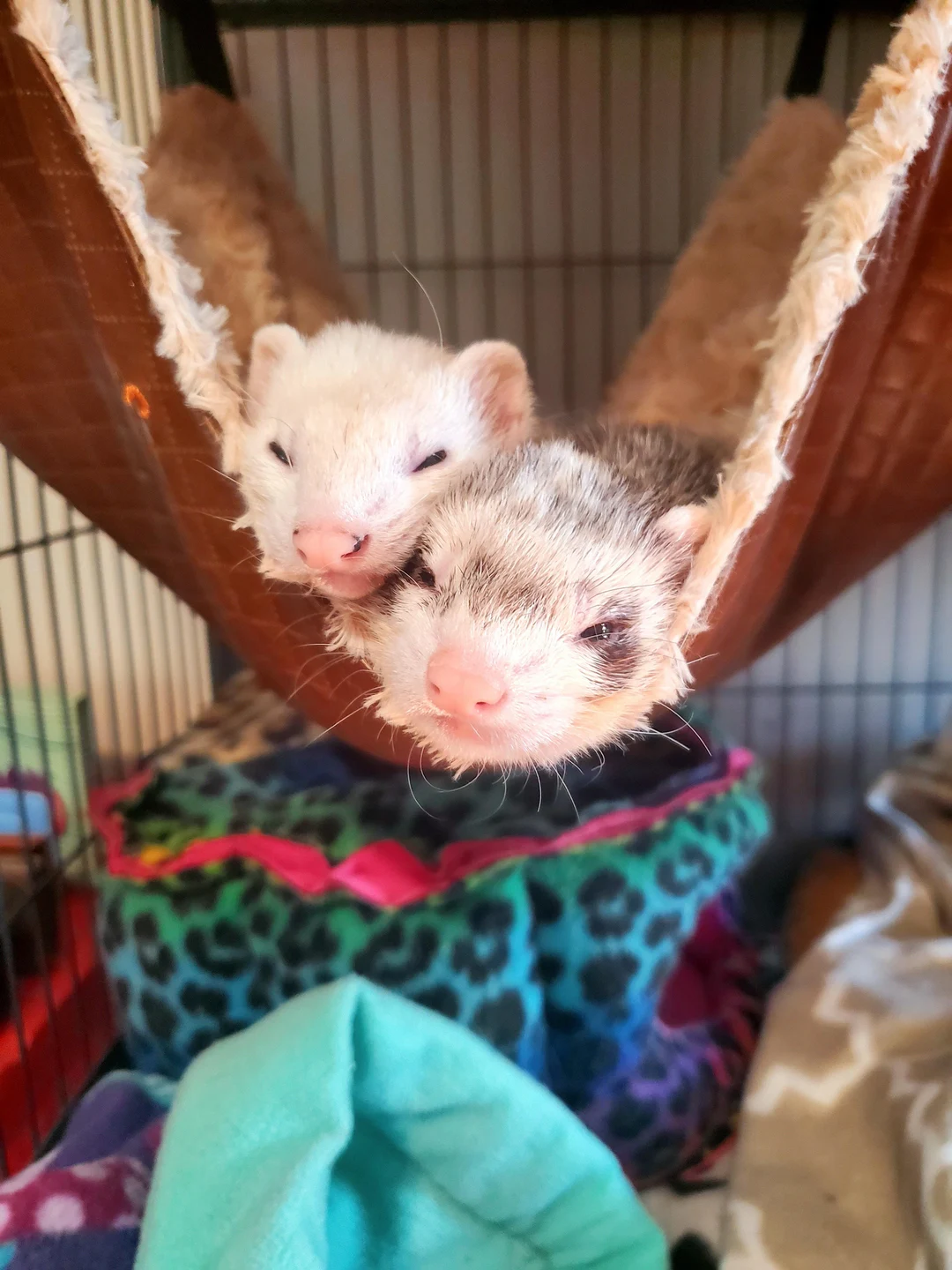 Best buddies snoozing together | Scrolller