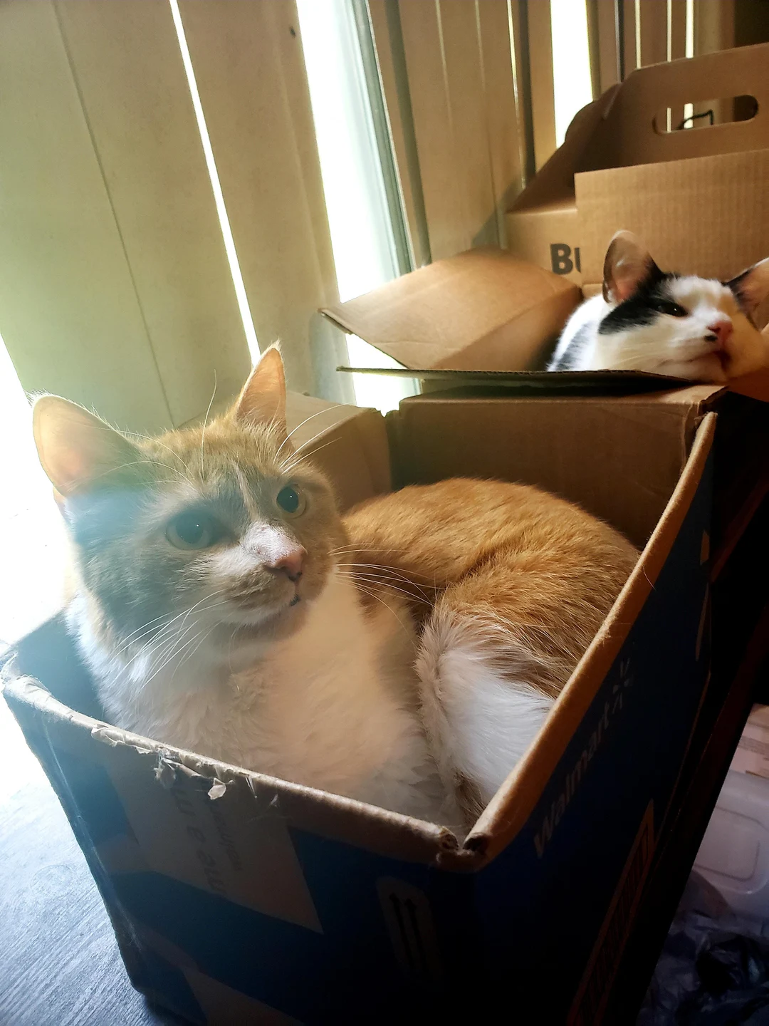 Simba and Toby love boxes | Scrolller