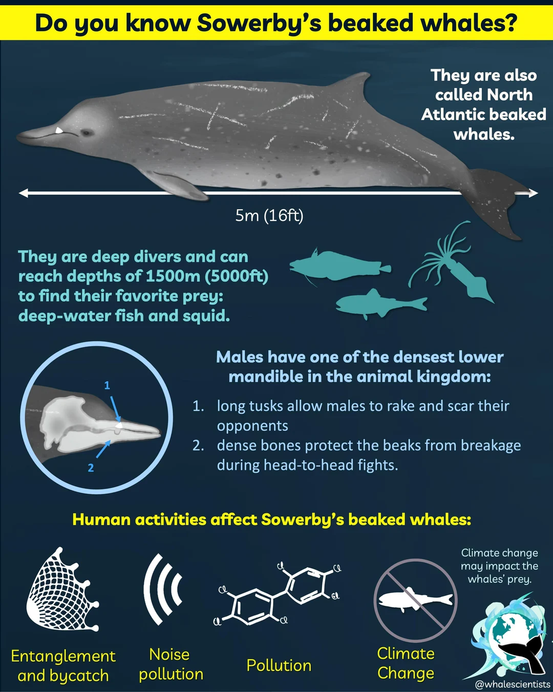 Discover more like Whales: A mostly unknown species of whale: the Sowerby's beaked whale ...