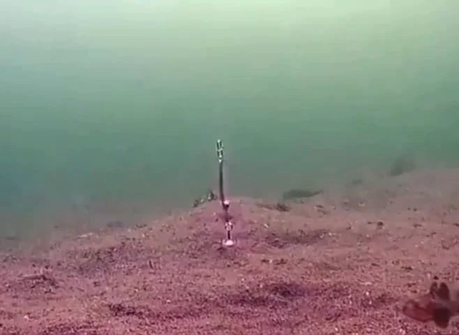 Underwater footage of a fish getting caught | Scrolller