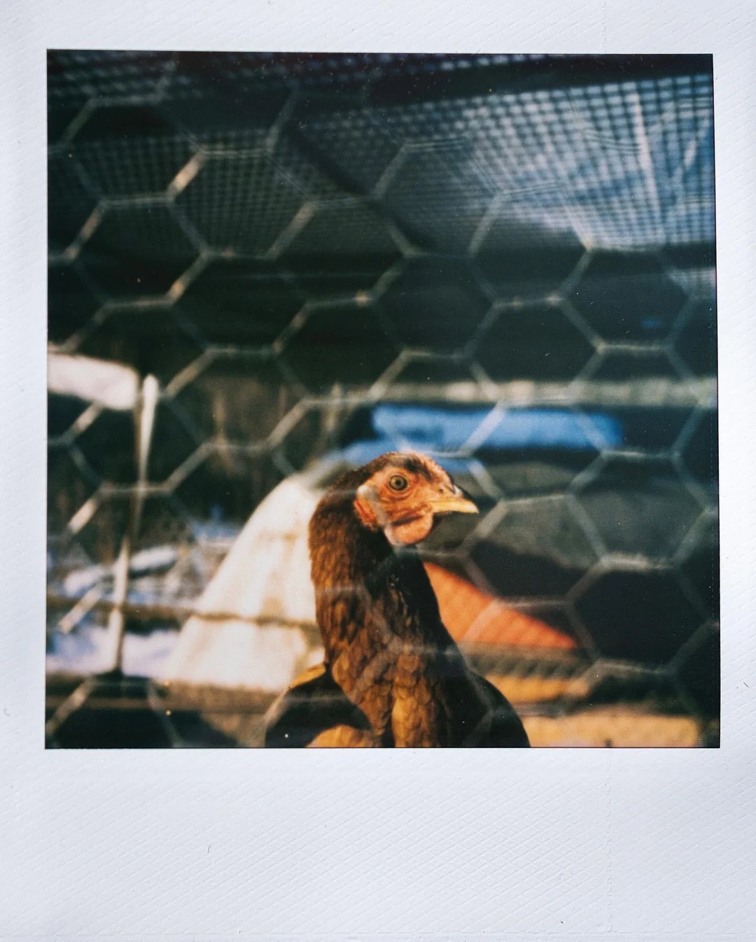 My first polaroid on the SX-70 land camera | Scrolller