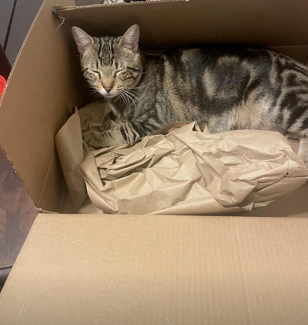 Can’t keep him out of boxes! | Scrolller