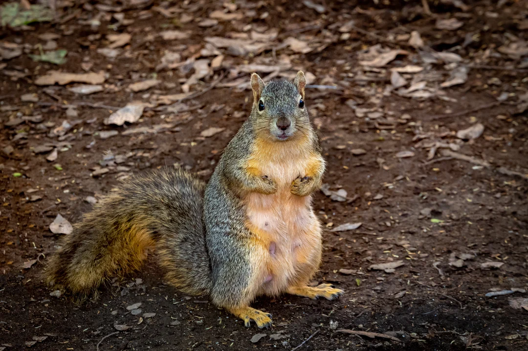 "Squirrel is always out there waiting, and Squirrel is always hungry." Tony Hillerman, Squirrel ...