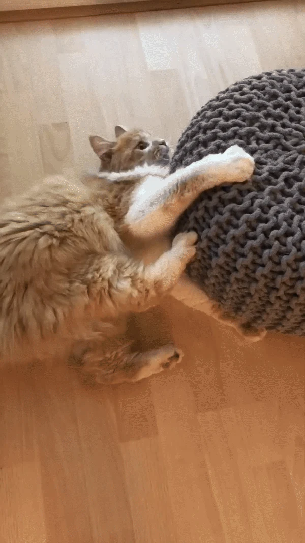 Funny cats | Scrolller