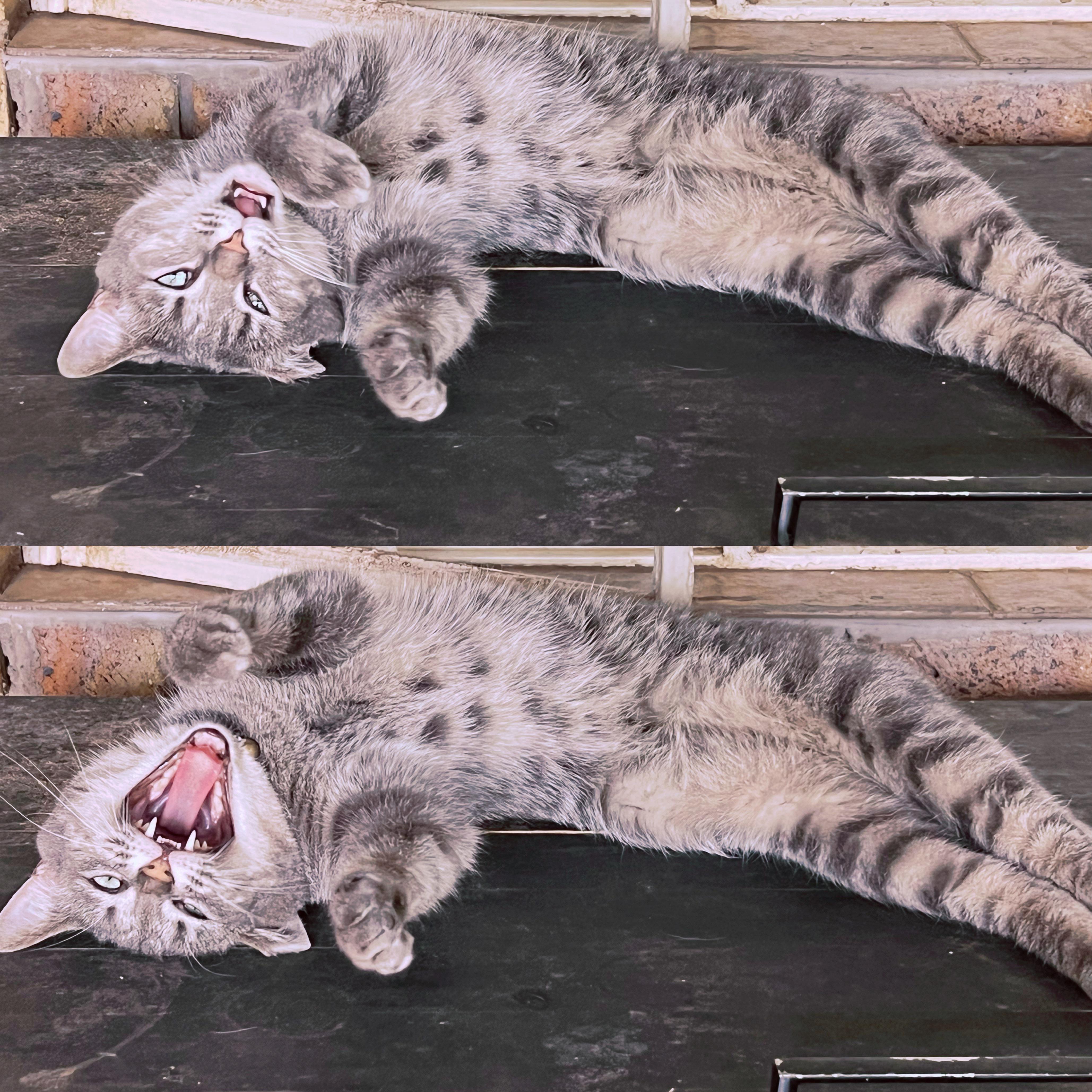 Big yawn | Scrolller