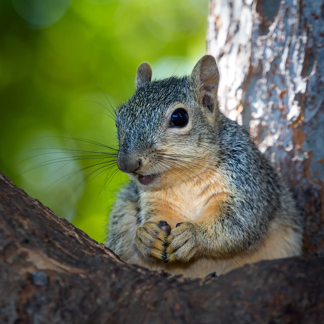 Baby Boy Squirrel | Scrolller