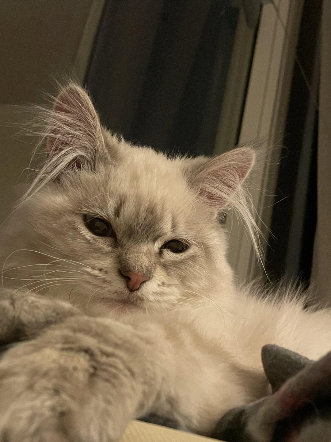 Long ear tuff question | Scrolller