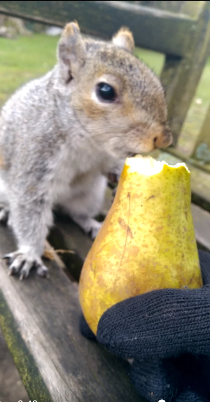 Little Share Pear. 🐿️ | Scrolller