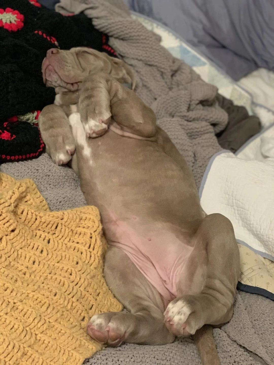 Tiny puppy belly. Oh Carmela Marie.. | Scrolller