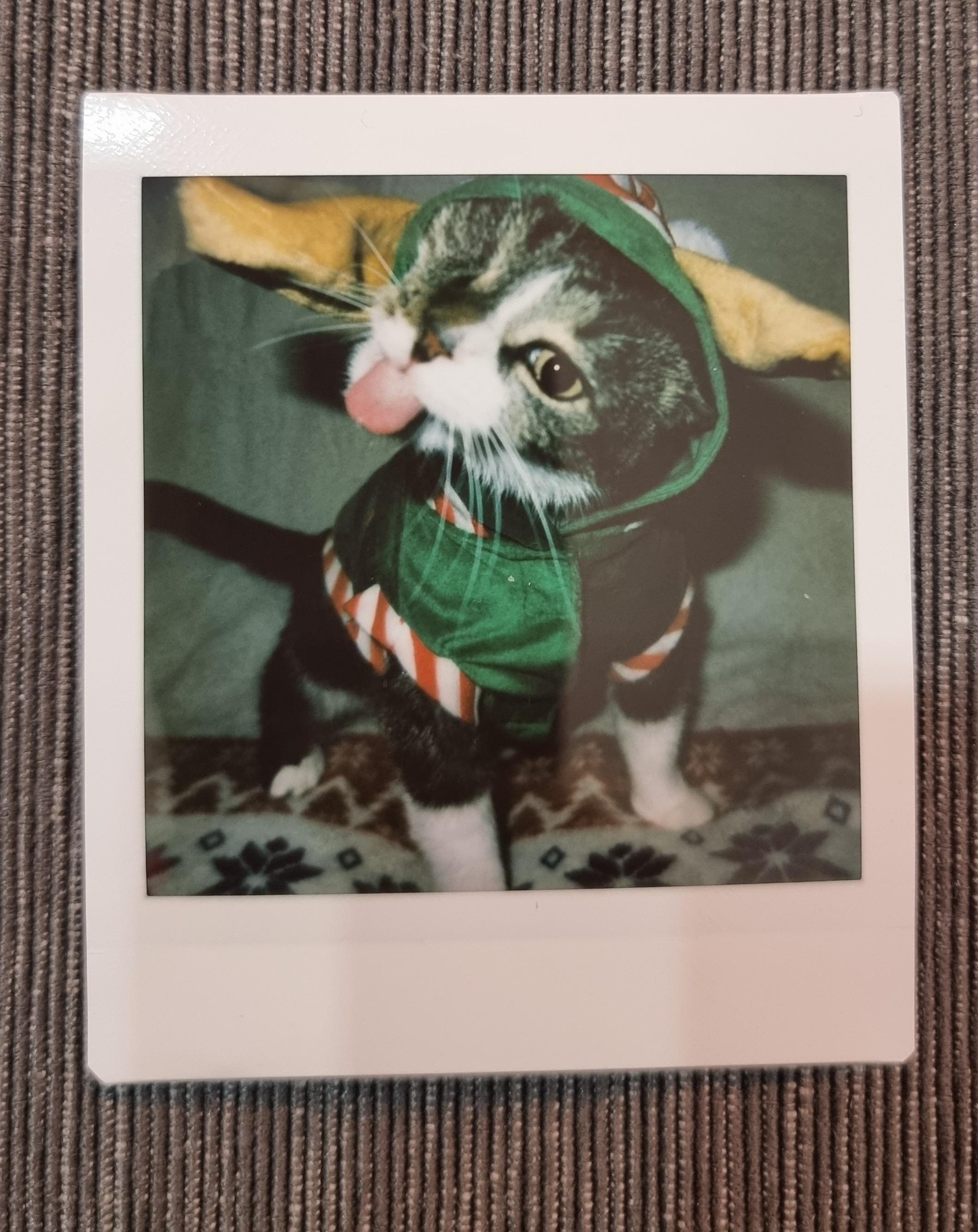 Amadeus, the Elf blep [OC] | Scrolller