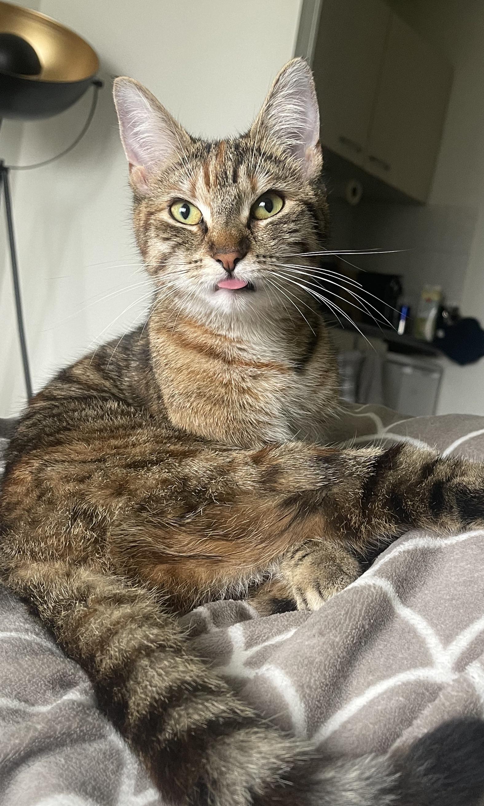 My beautiful babygirls blep | Scrolller
