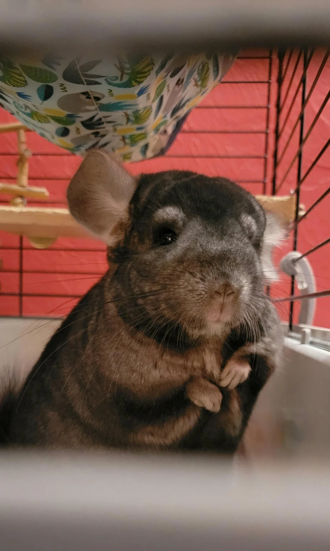 Hello from Chester! | Scrolller