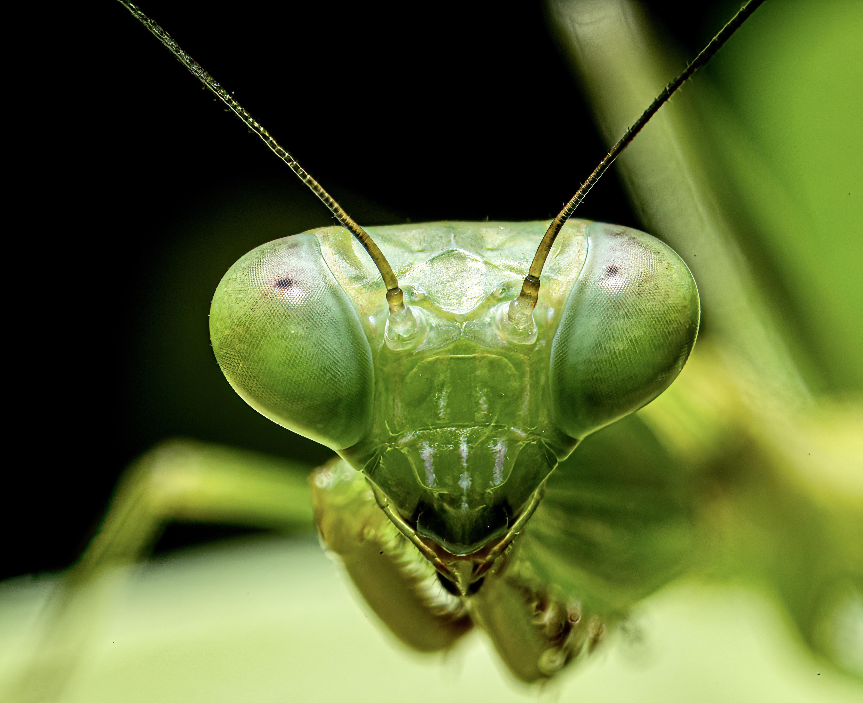 My mantis nymph shed his skin last night! | Scrolller