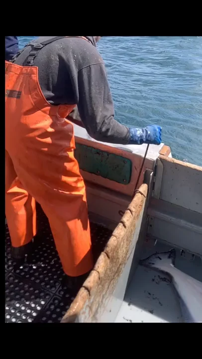 Double header - Ling Cod on a Quillback | Scrolller