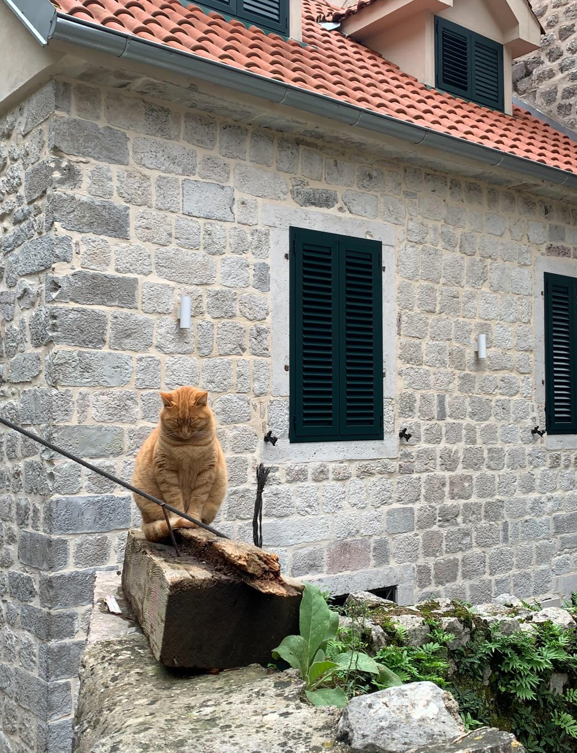 Street bandit | Scrolller