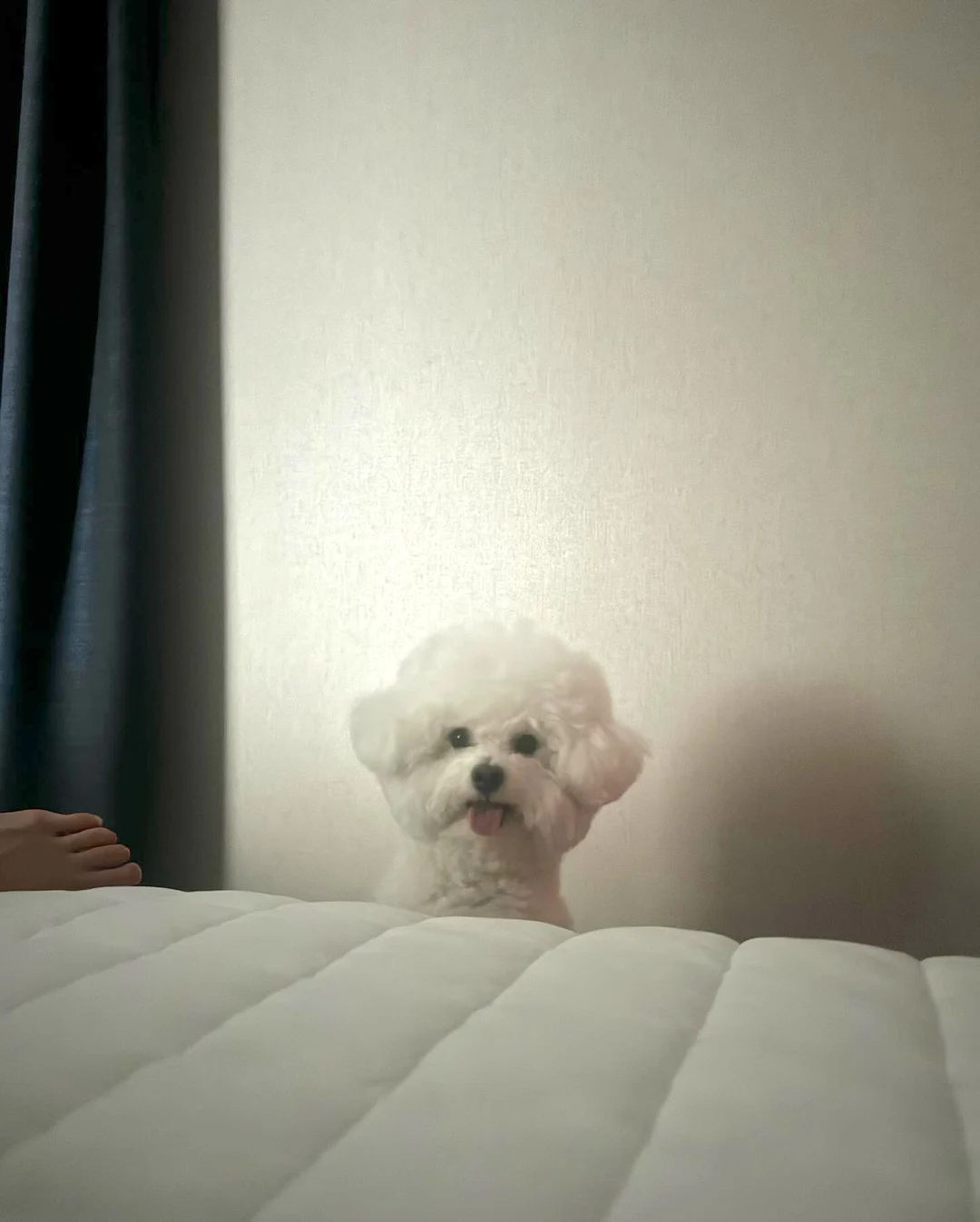 DIA - Chaeyeon | Scrolller