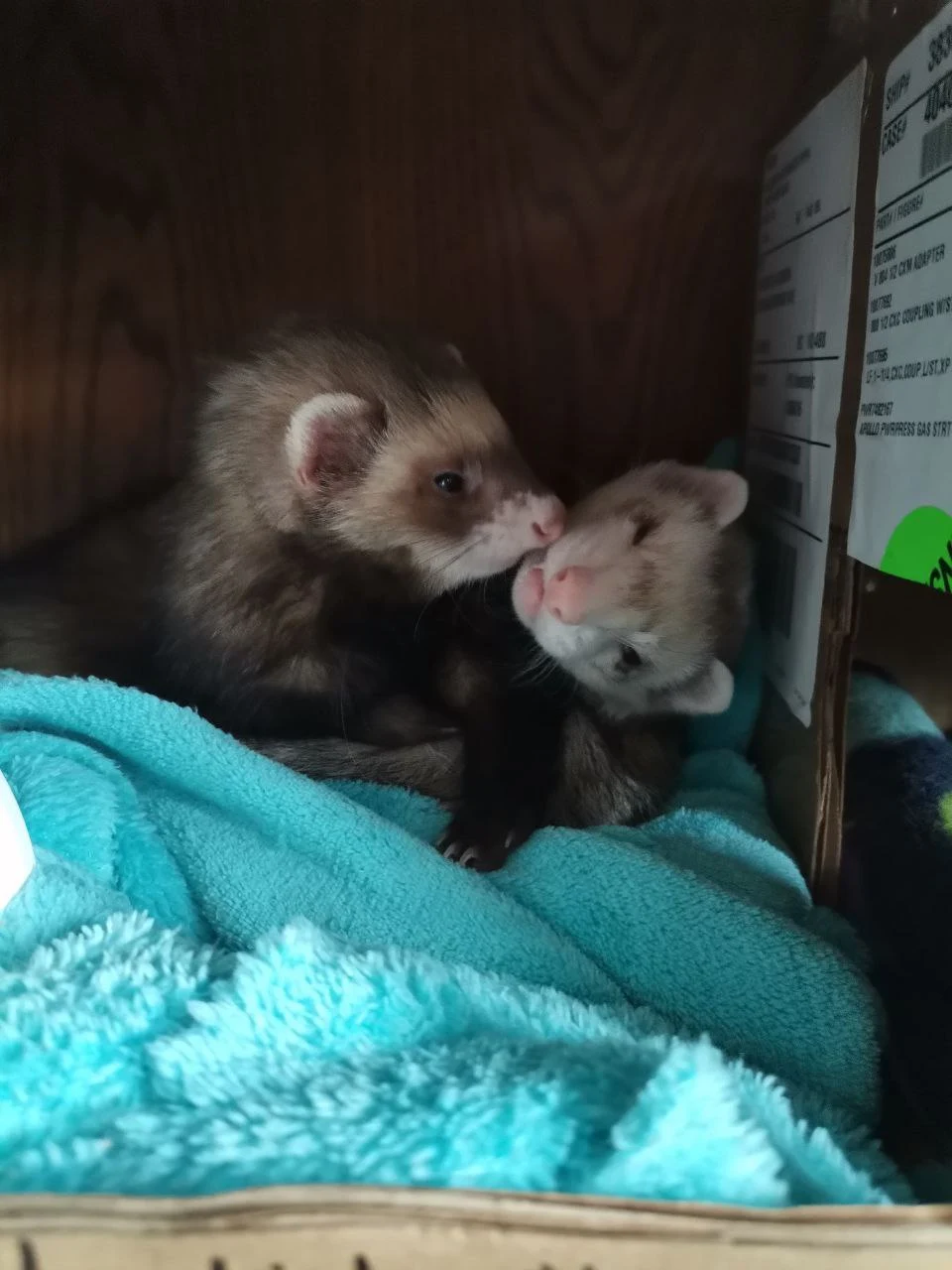 Litterbox kisses | Scrolller