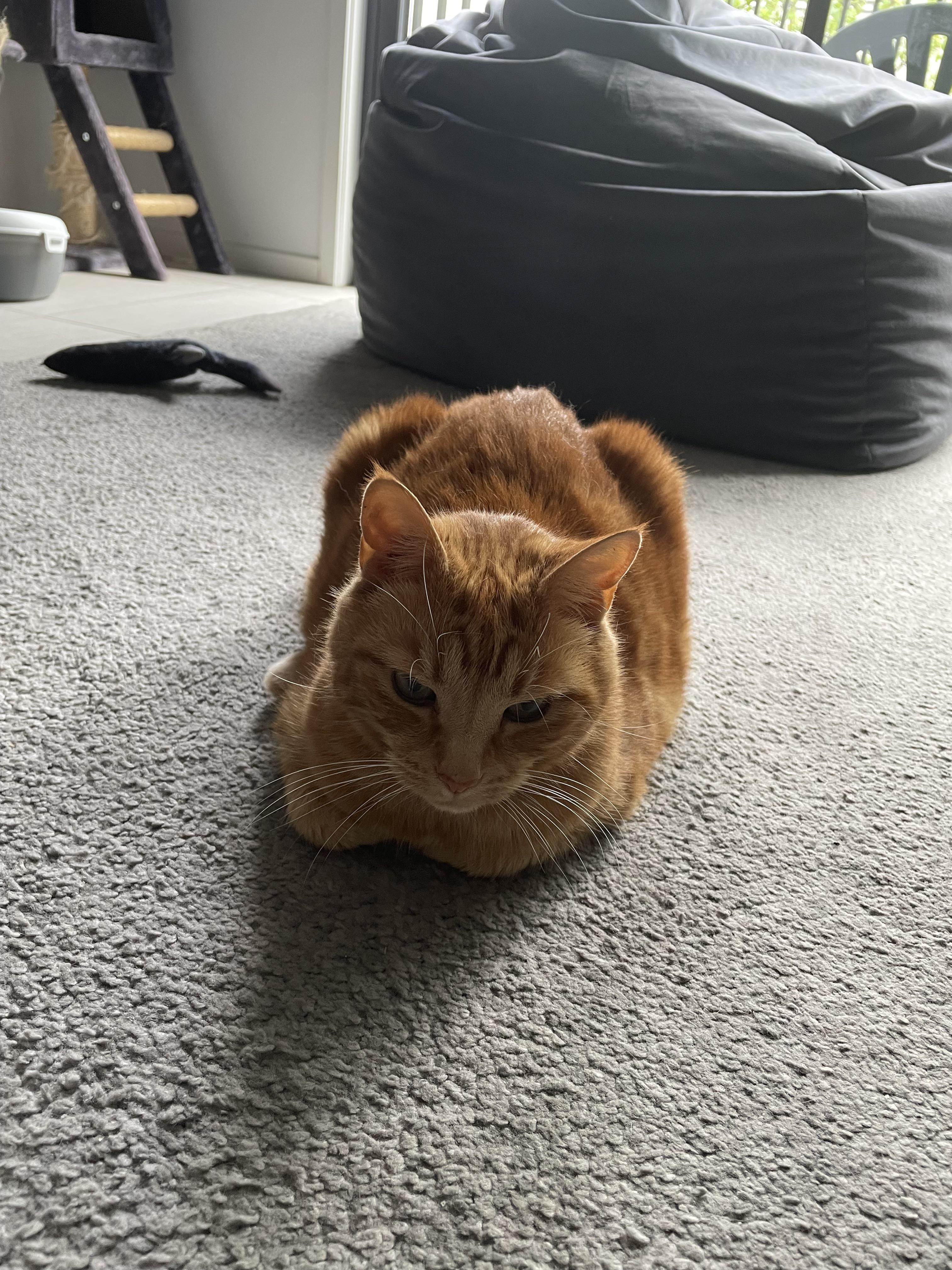 Tiger loaf | Scrolller