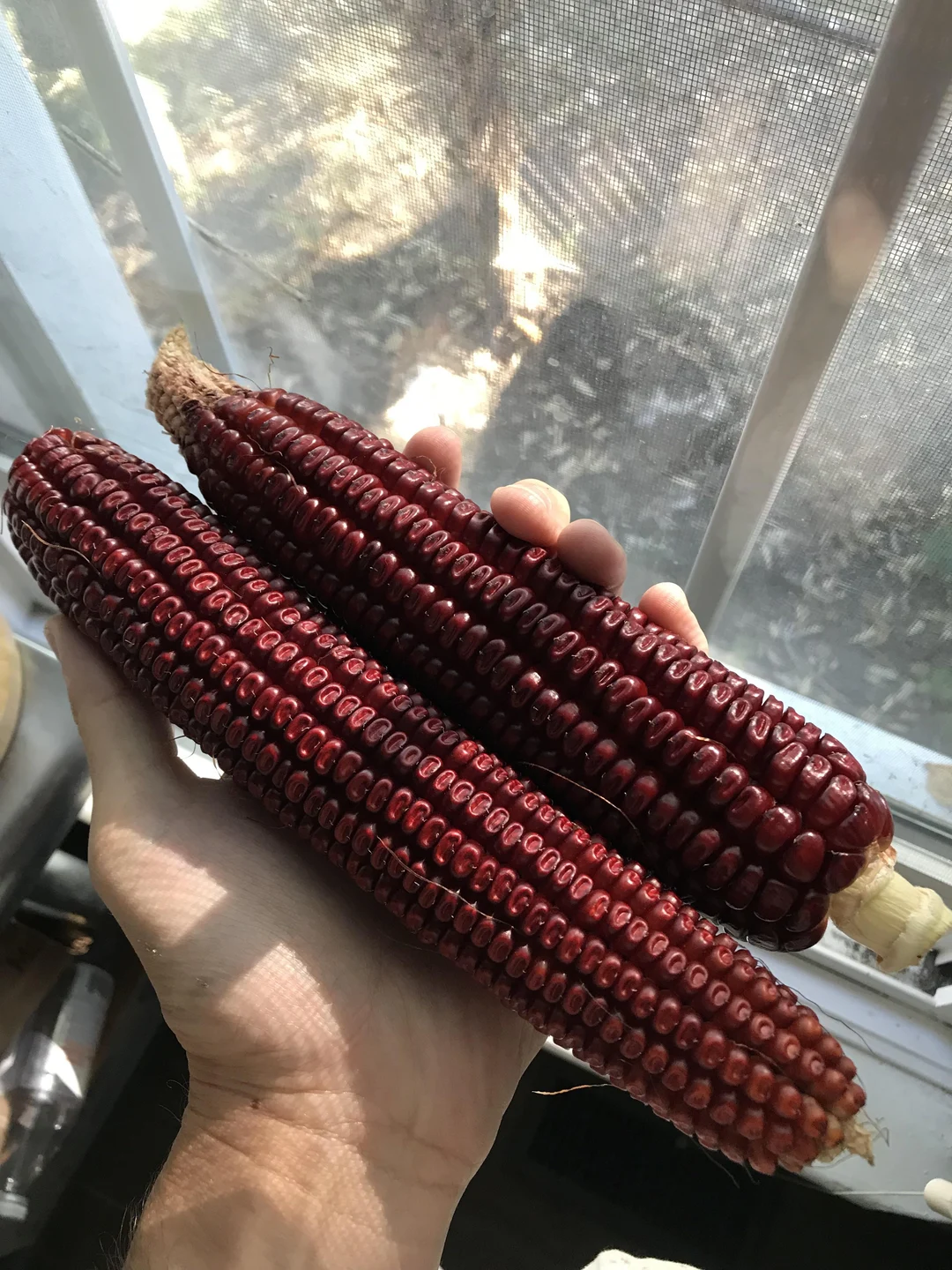 Bloody Butcher Corn Harvest | Scrolller