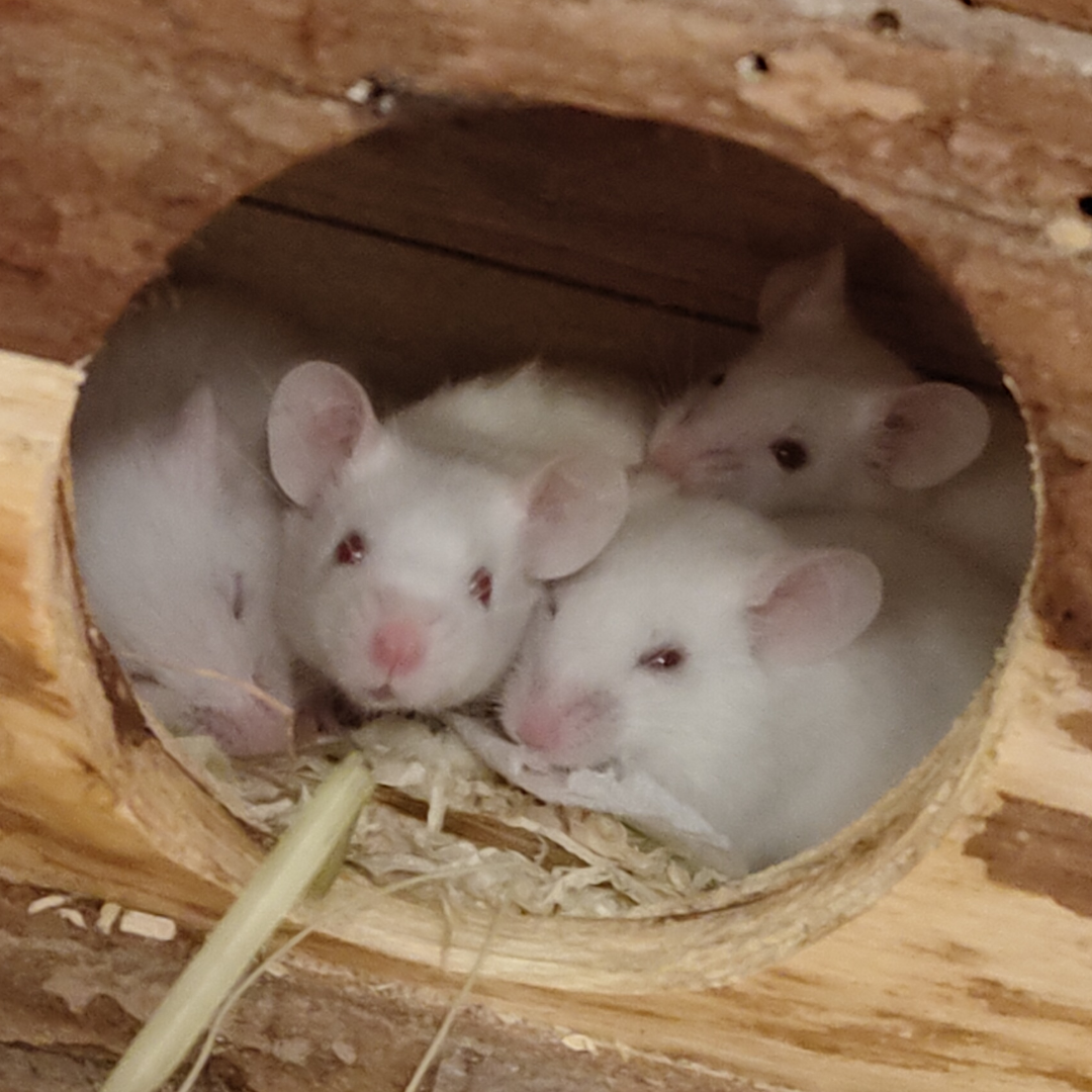 Meet these potatoes | Scrolller