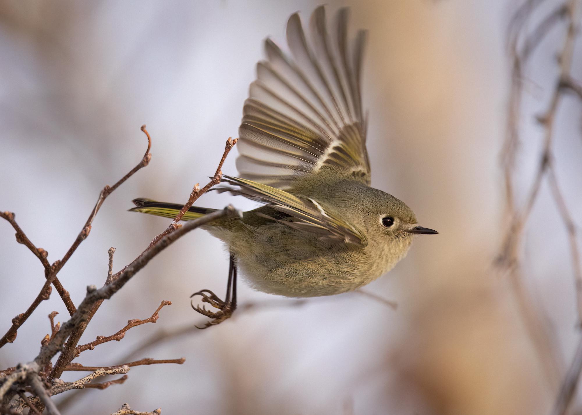 Ruby-Crowned Kinglet taking flight | Scrolller