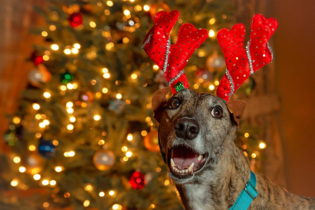 Introducing Santa’s newest reindeer! | Scrolller