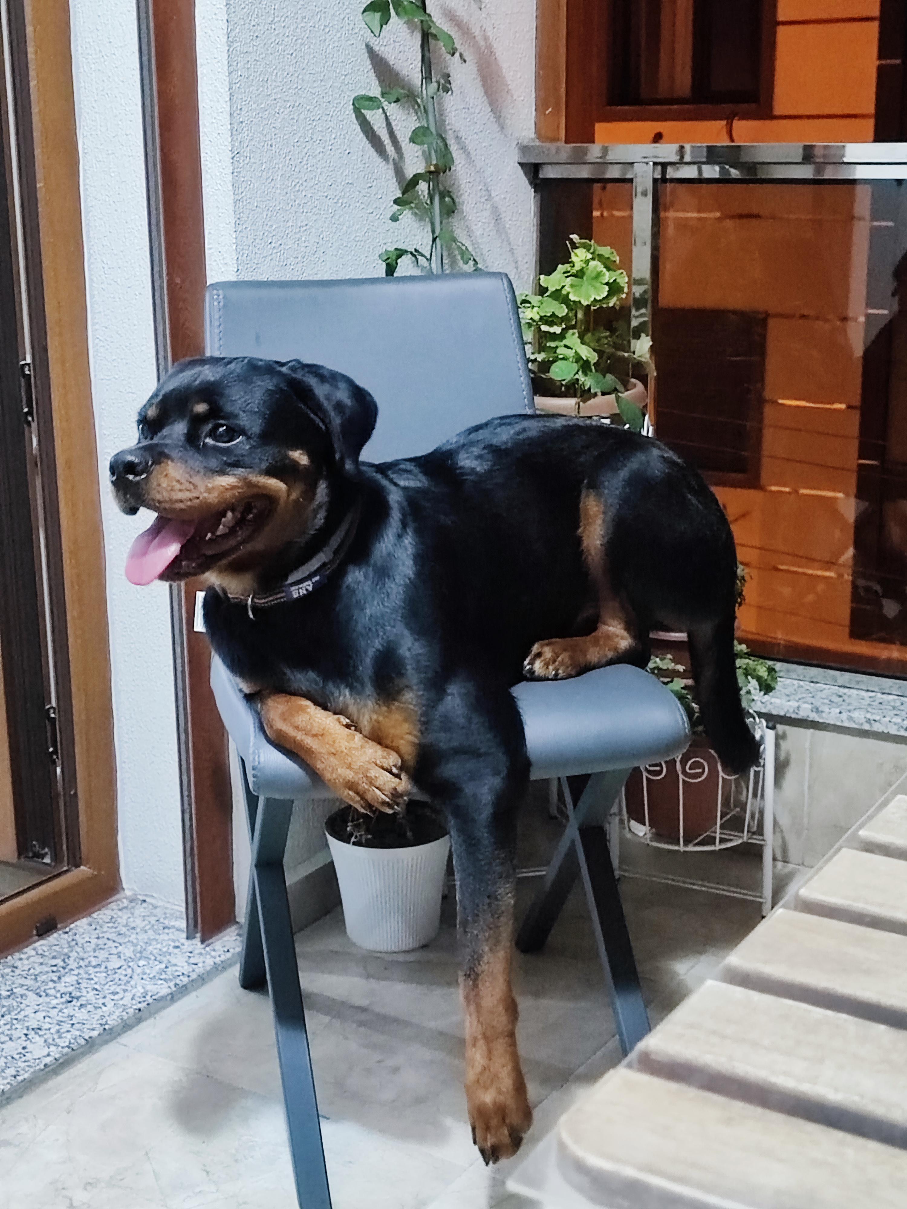Here is our little girl enjoying her time on chair | Scrolller