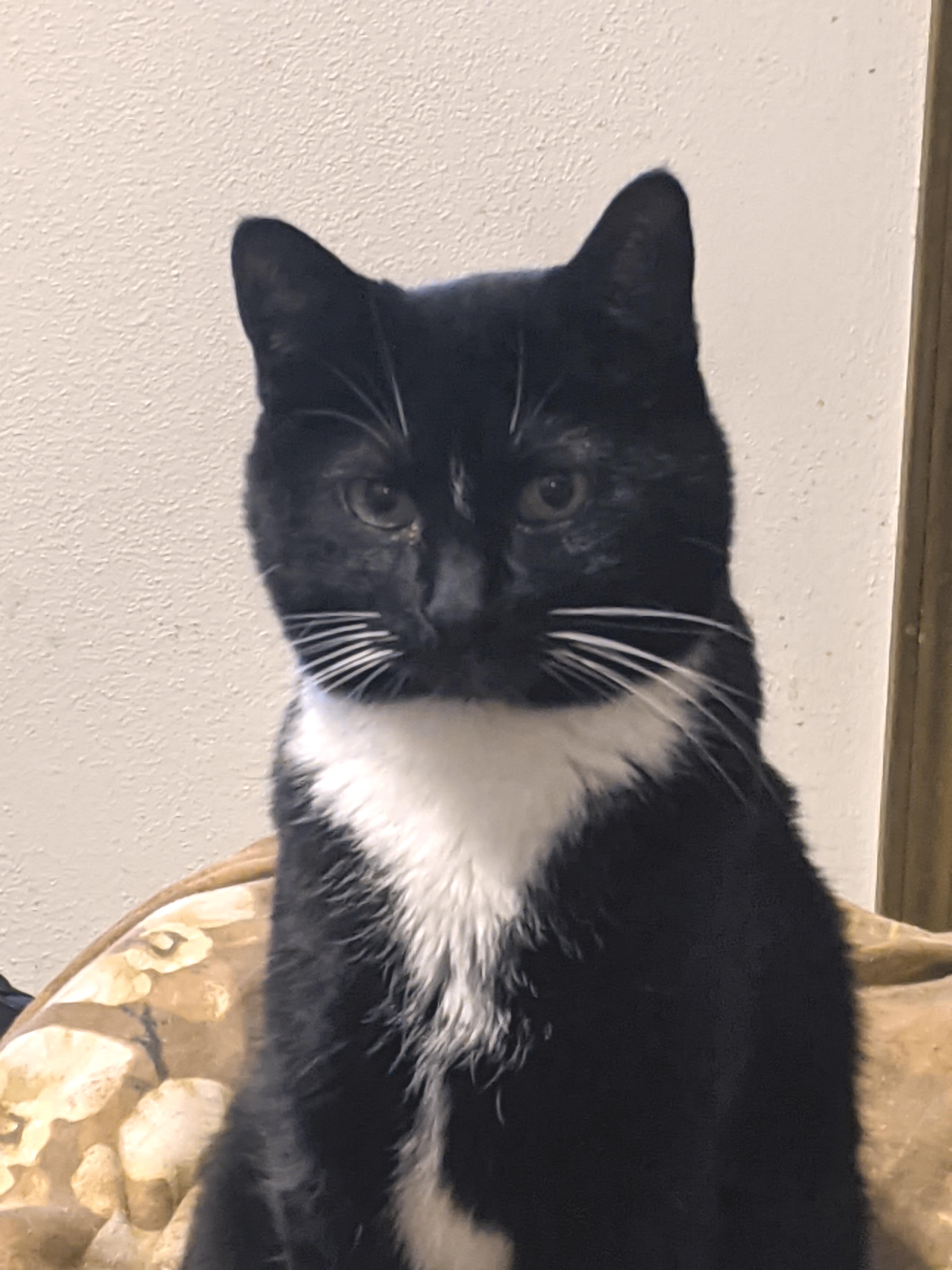 He is so distinguished | Scrolller