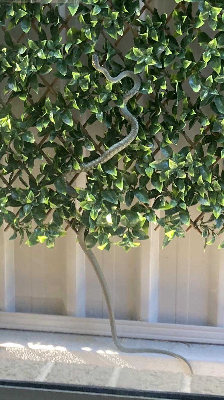 Snake Identification | Scrolller