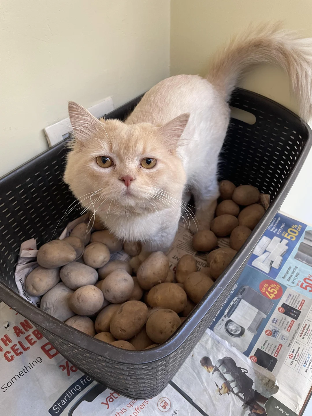 That’s one weird potato | Scrolller