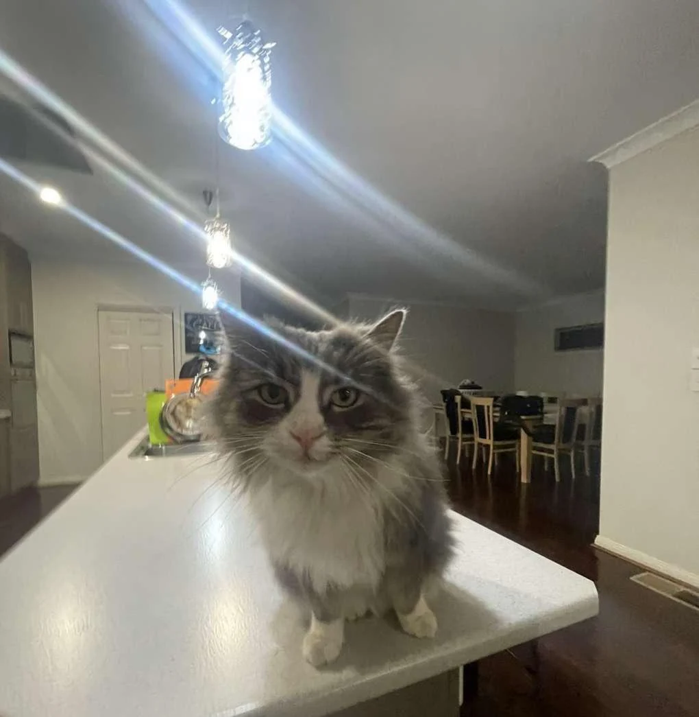 This is my cat Harvey; he is a cat, and his name is Harvey. | Scrolller