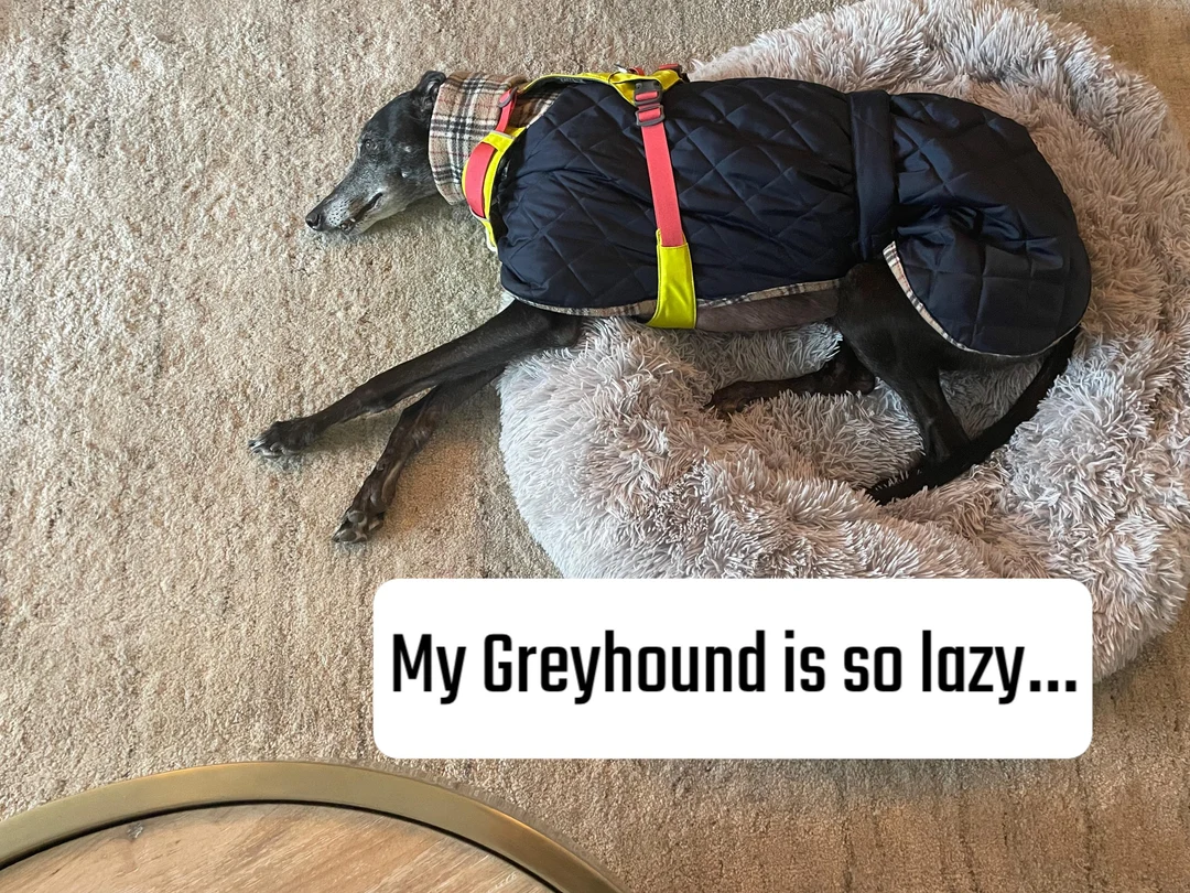 My Greyhound is so lazy she won’t even go out to do her morning pee. | Scrolller