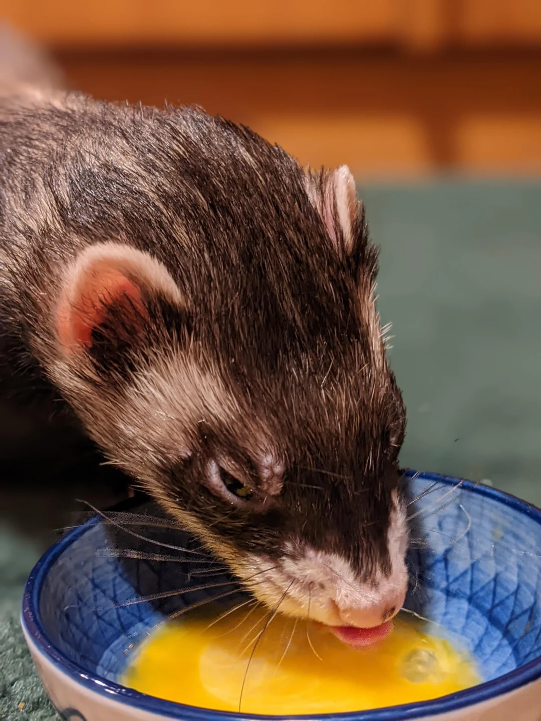 "Torpedo Head" | Scrolller