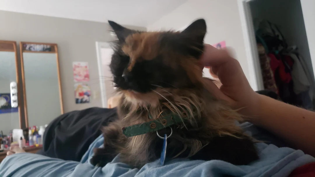 POV: you are me on a morning that I don't have work. you roll over and she parks her floof on ...