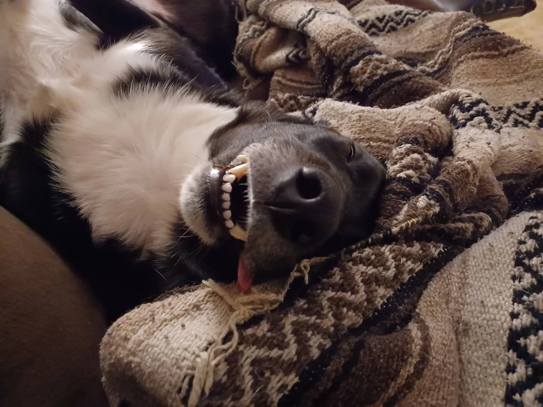 My Bear boy in ultimate comfort | Scrolller