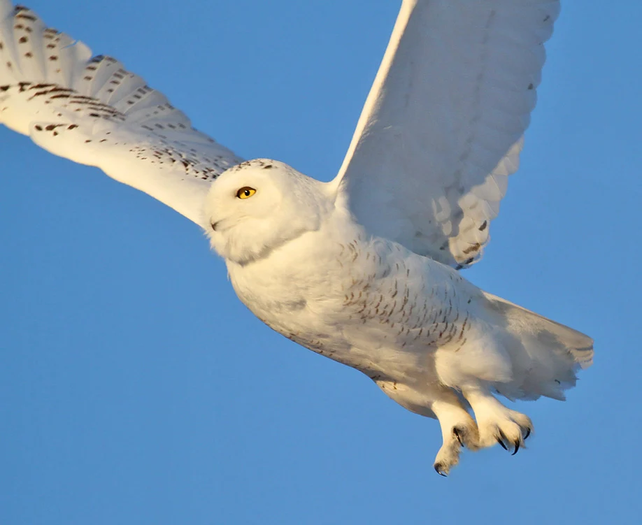 Snowy owl | Scrolller