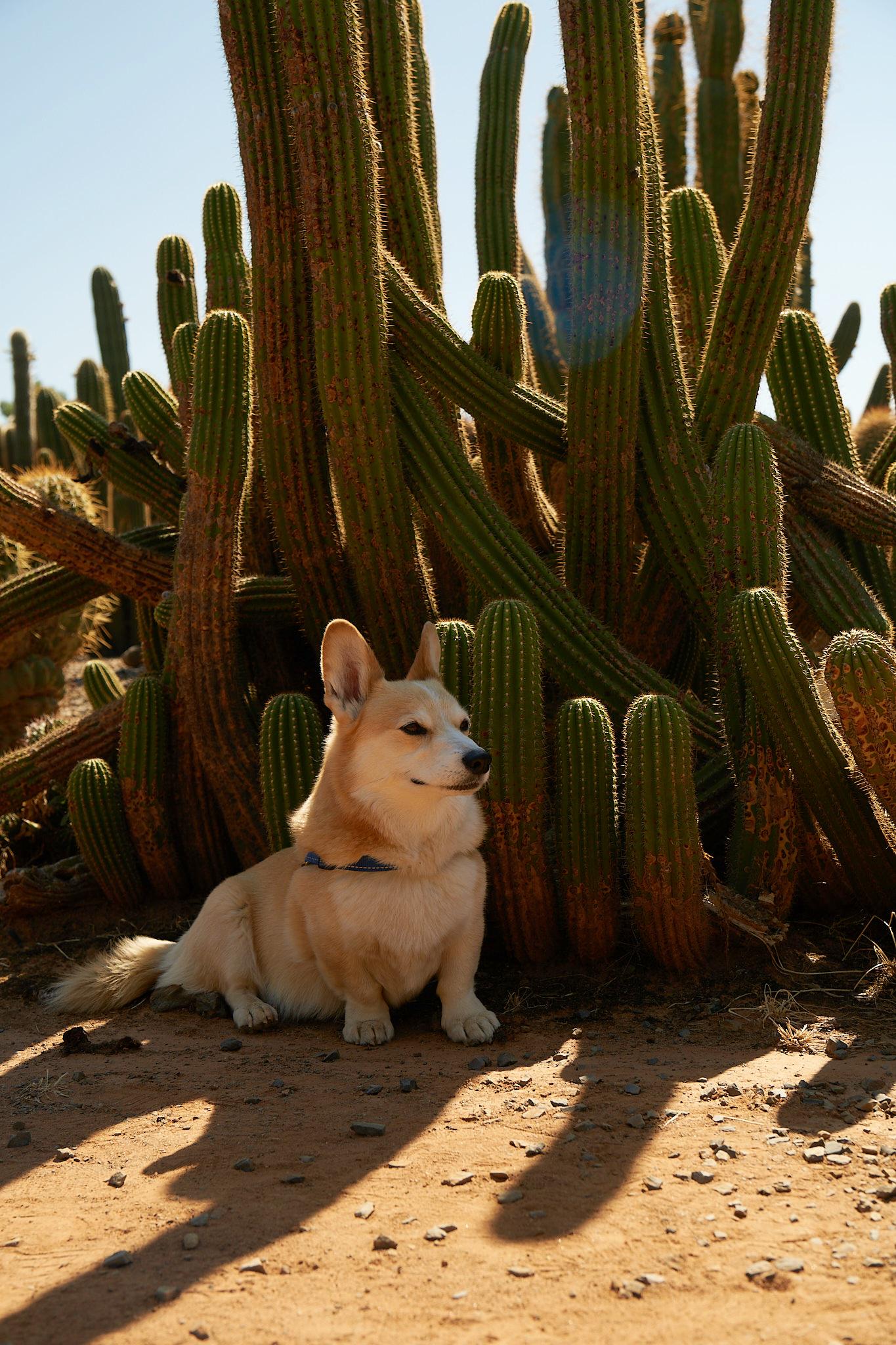 Cactus boy | Scrolller