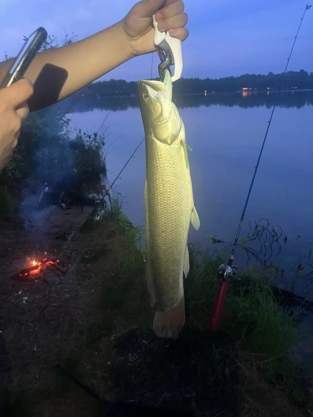 What is this thing, caught in central Virginia, freshwater, on shrimp | Scrolller