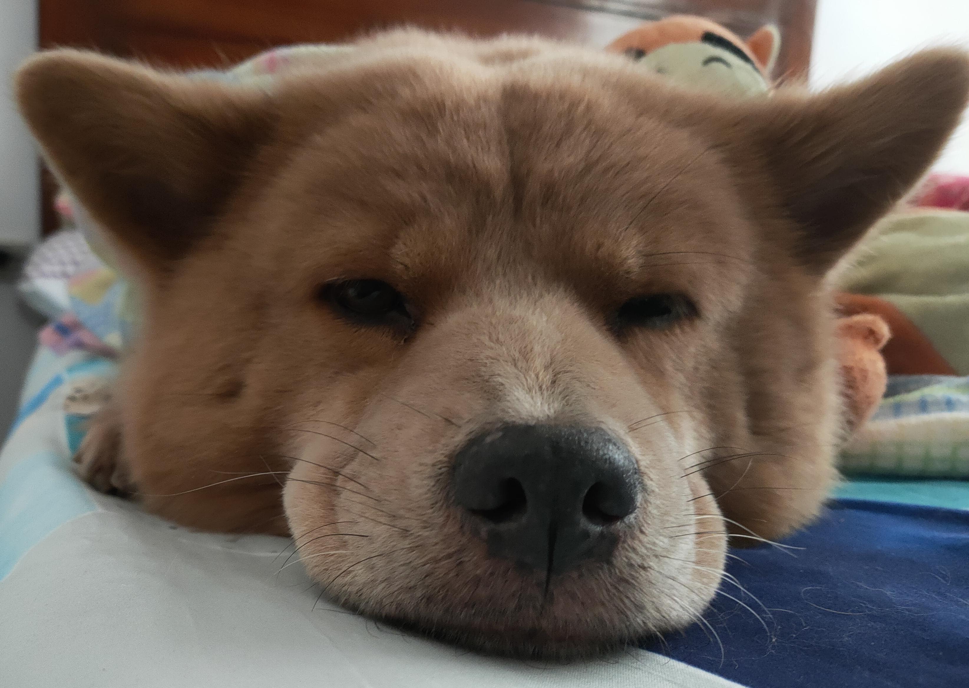 [OC] Very sleepy | Scrolller