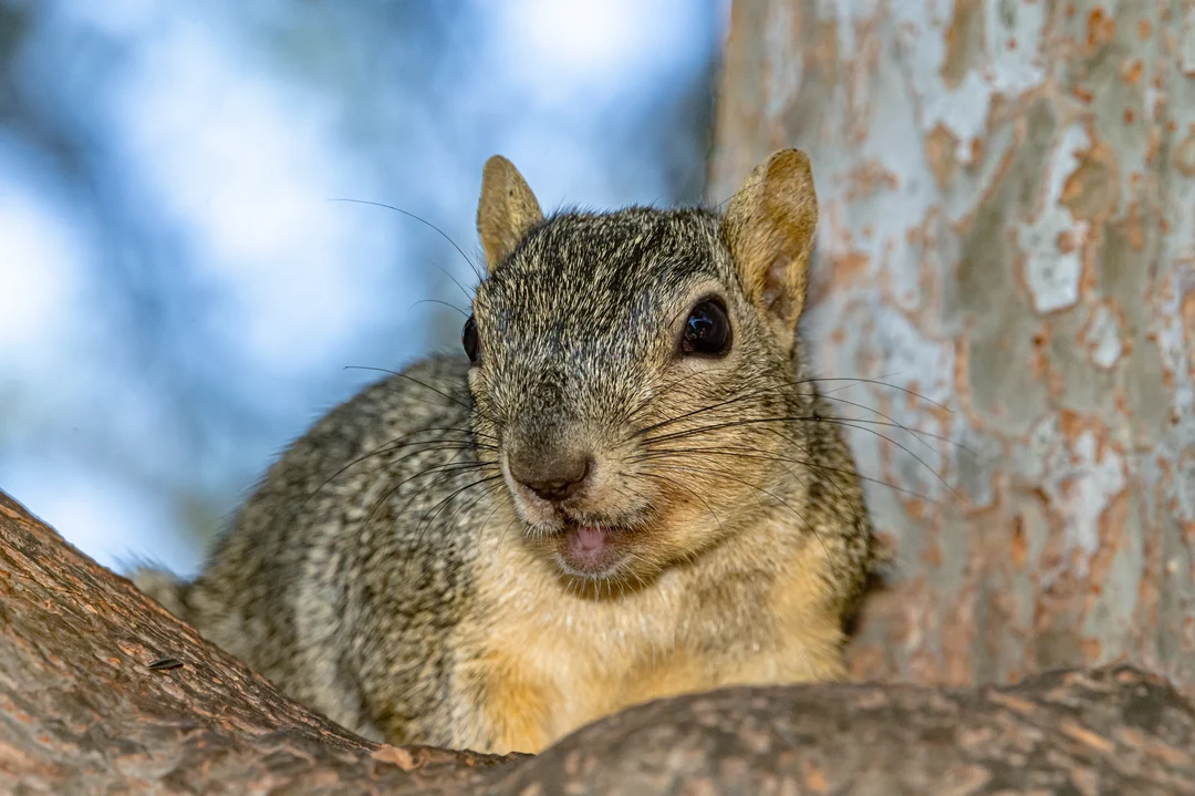 Cute Squirrel | Scrolller