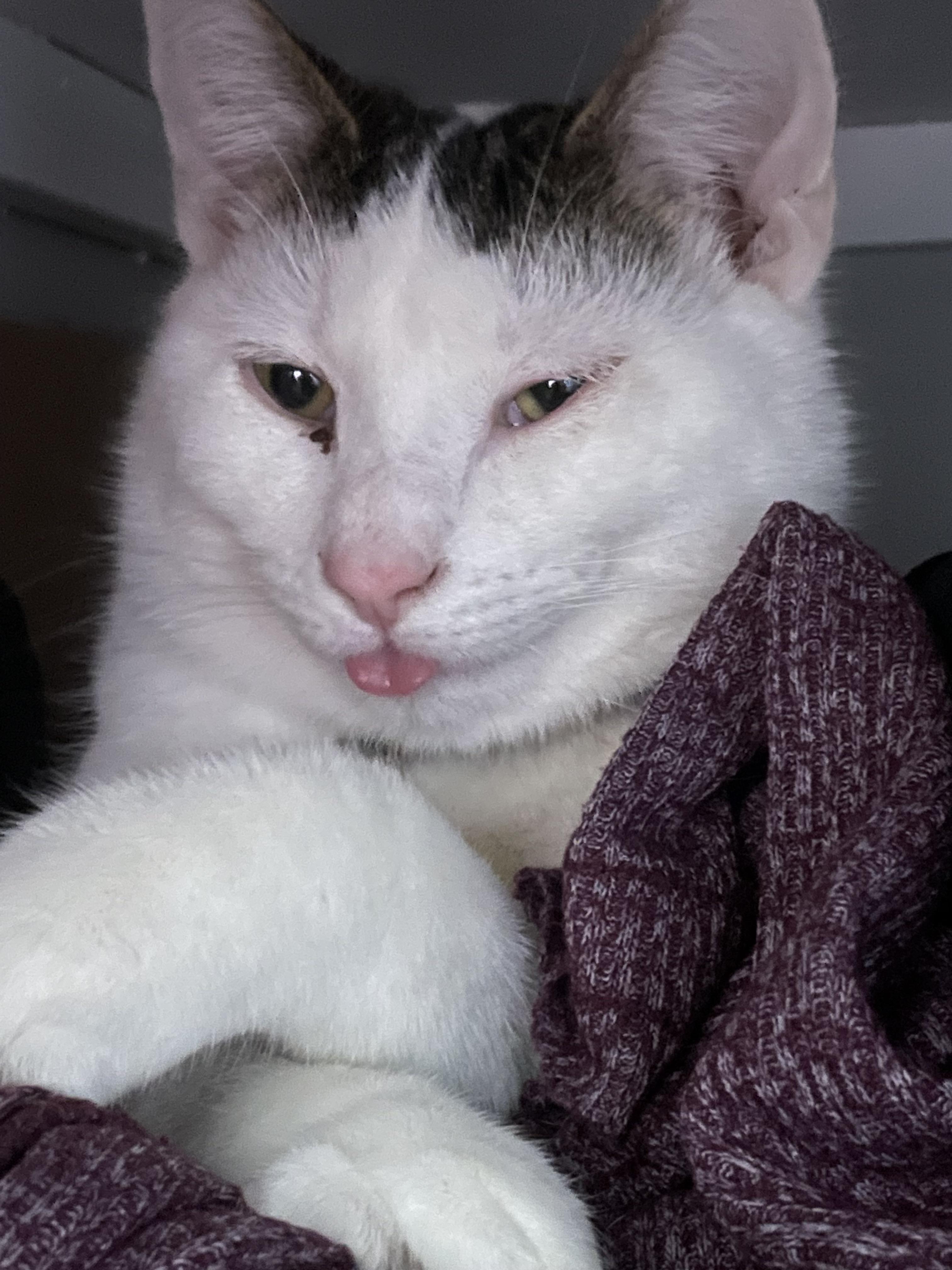 A blep from Willy | Scrolller