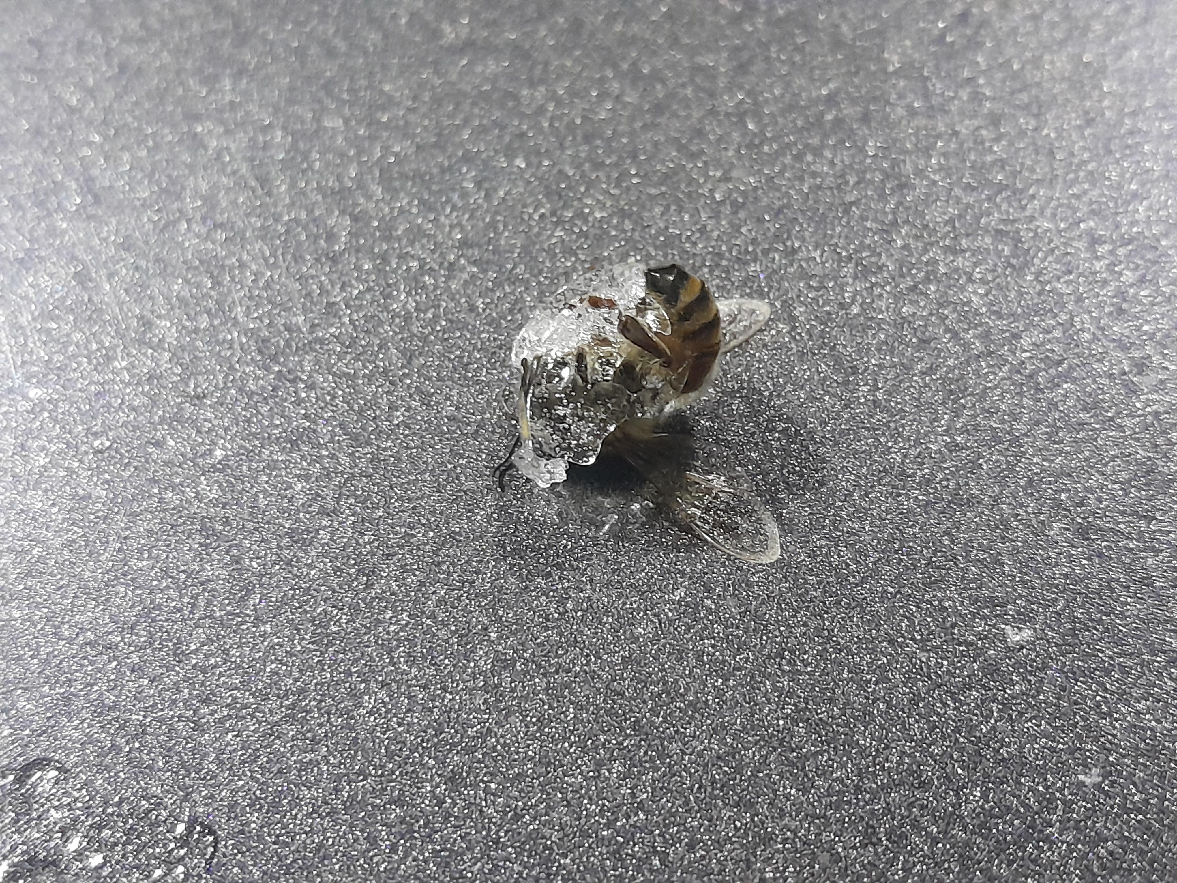 Yellowjacket frozen in Ice on the trunk of my car. | Scrolller