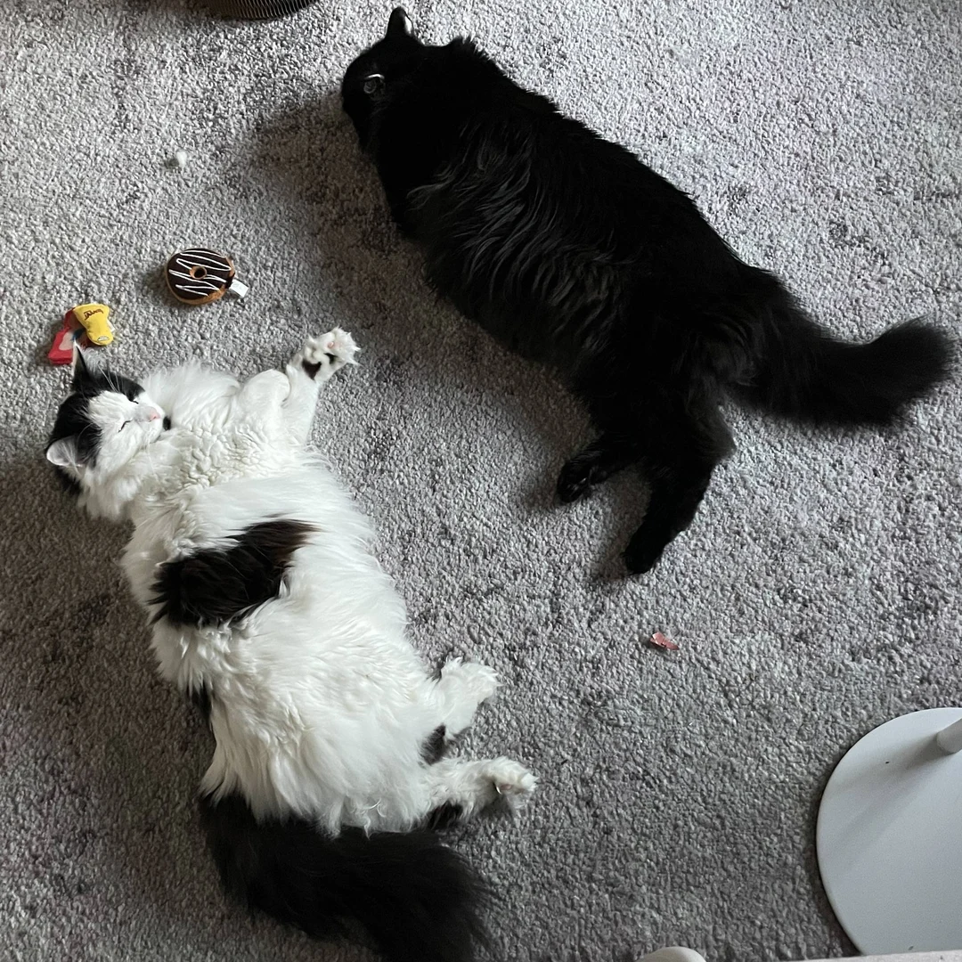 Double the Floof, double the trouble! | Scrolller