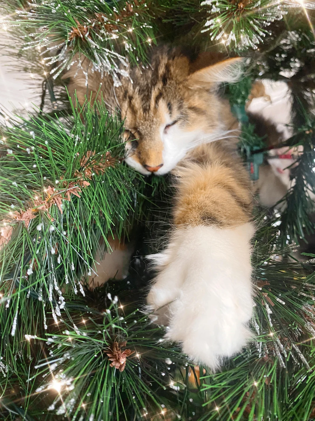 Ferdinand climbed up the Christmas tree, strategically knocked down all the decorations, and ...