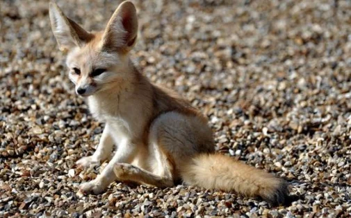 Fennec Every Hour! | Scrolller