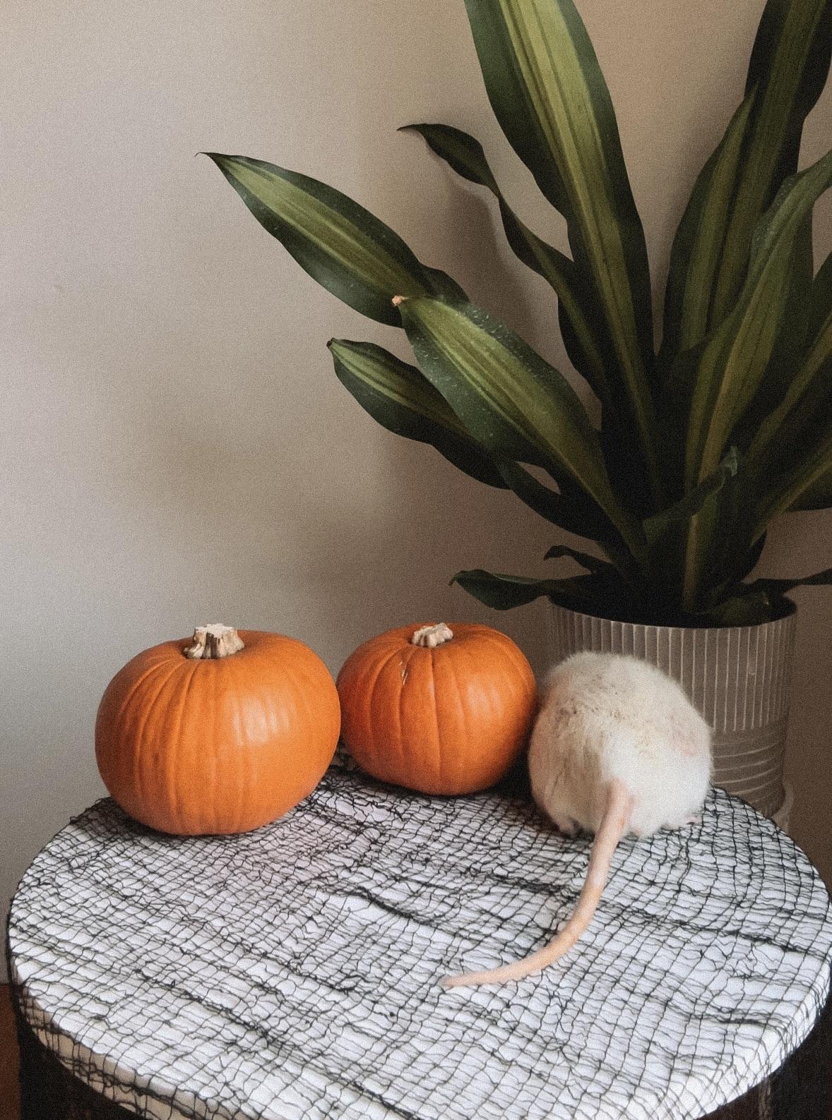 Just a cute picture of 3 pumpkins, definitely no rat here! 🎃 | Scrolller