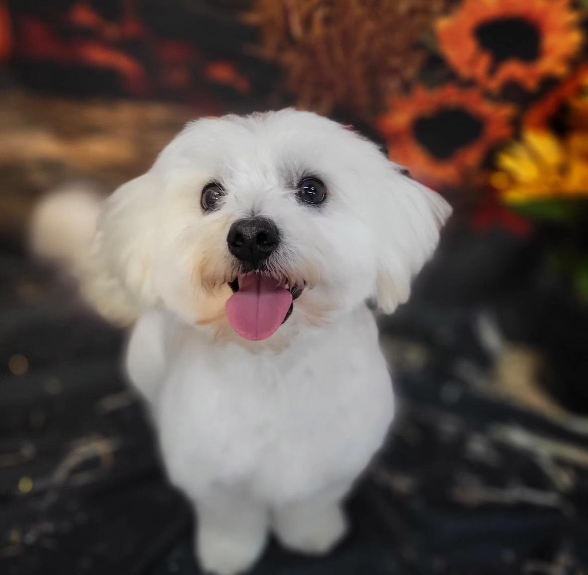 Ziggy portrait from the groomer | Scrolller